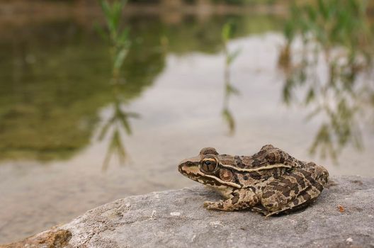 How to Fish Frogs: 5 Different Species and Tactics