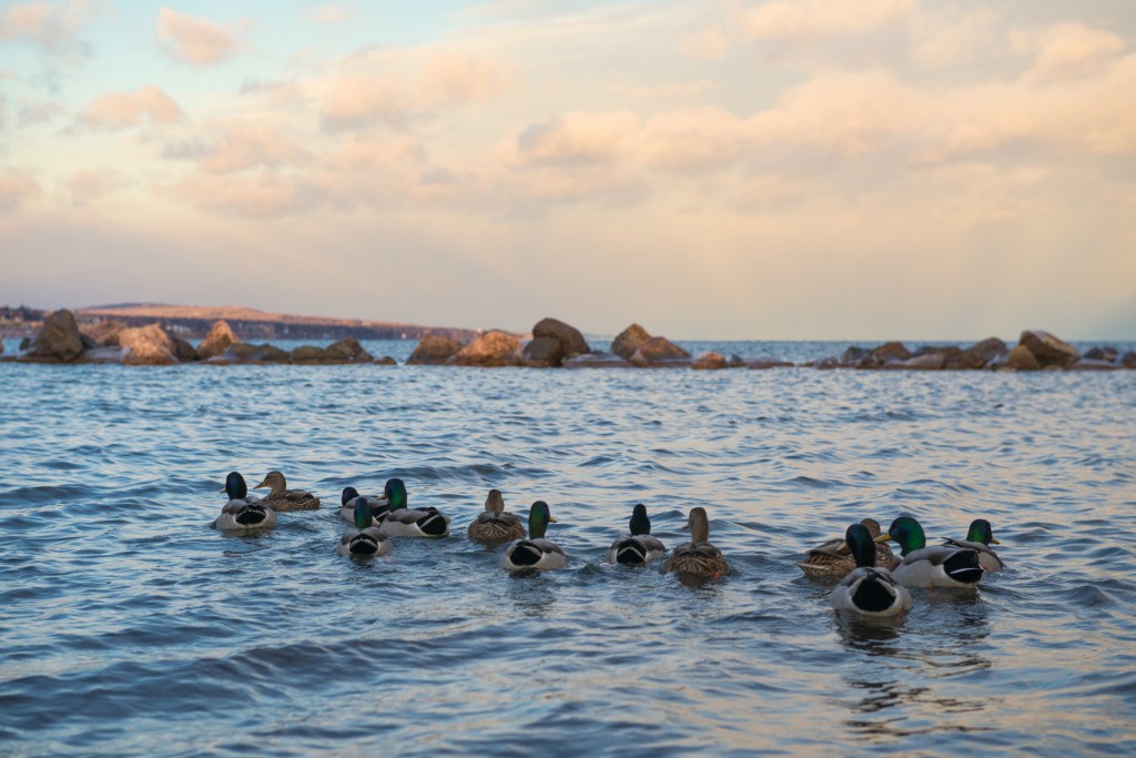 Best Duck-Hunting States: 10 Premier Waterfowl Destinations