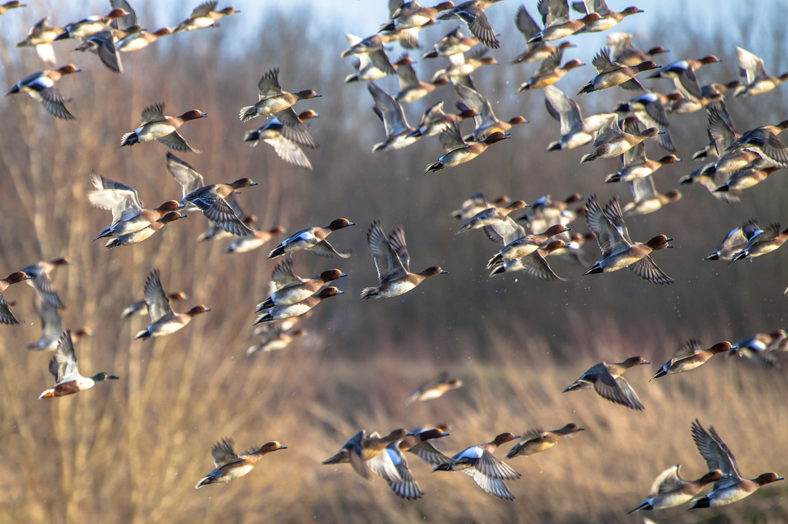 10 Most Popular Duck Breeds to Hunt