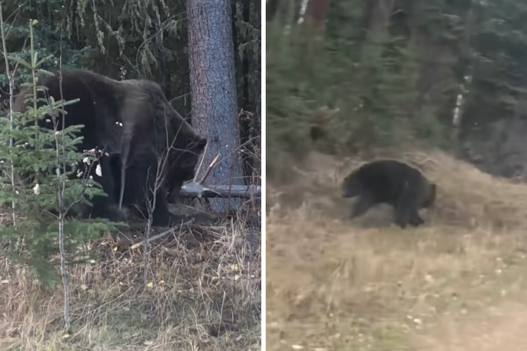 Grizzly Brutally Attacks Black Bear and Cubs in Den - Wide Open Spaces