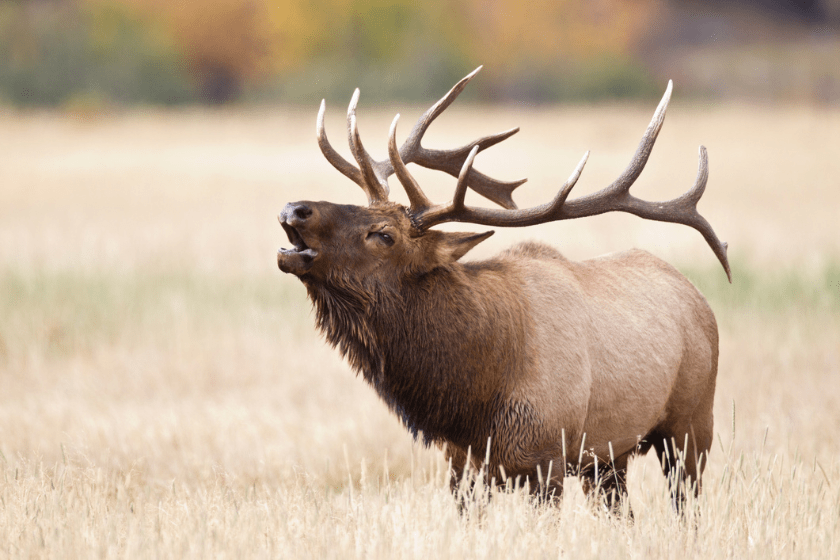 Elk Size Guide: How Big Is an Elk?