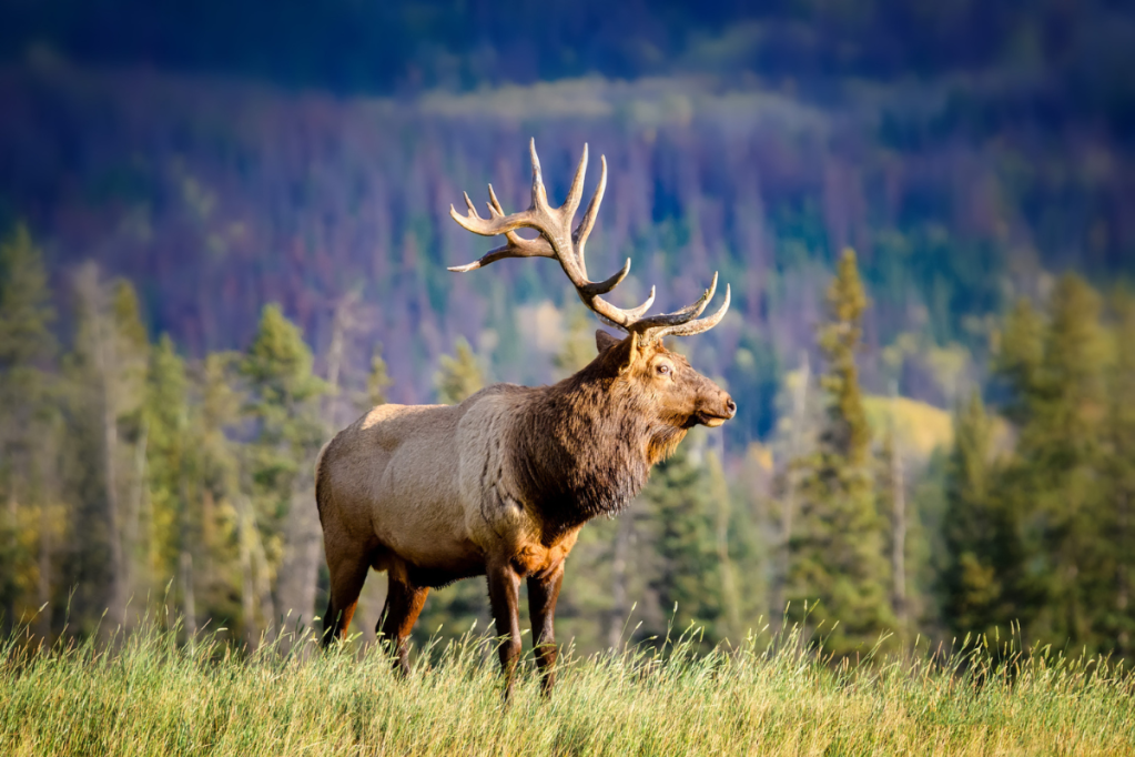 Elk Size Guide: How Big Is an Elk?