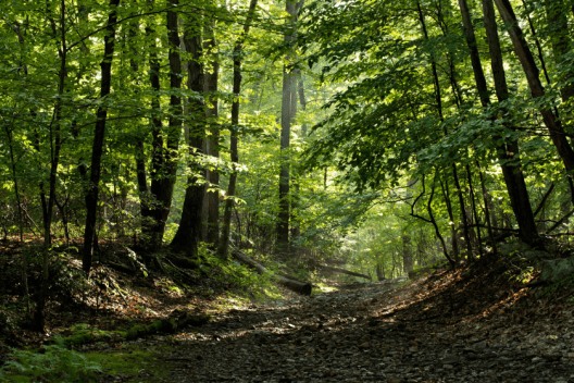 Northeast Whitetail Hunting States: 5 Best Places to Bag a Buck