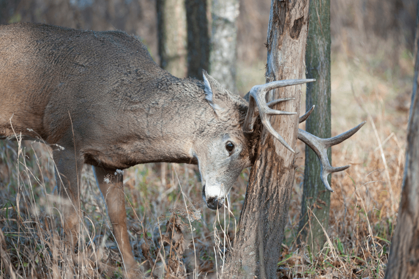 Timing the Rut: How Geography, Temperature, and Historical Data Factor In