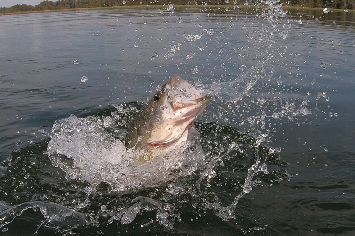 Forward-Facing Sonar: What It Is, and How It's Changing Fishing