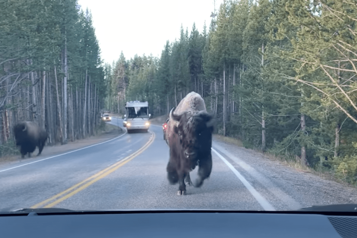 Yellowstone Bison Thunders Down a Road, Charges Straight at Car