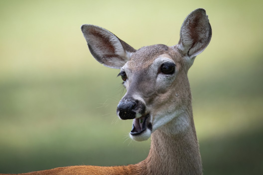 Unexpected Buck Growl Vocalization Catches Hunters in Treestand Off ...