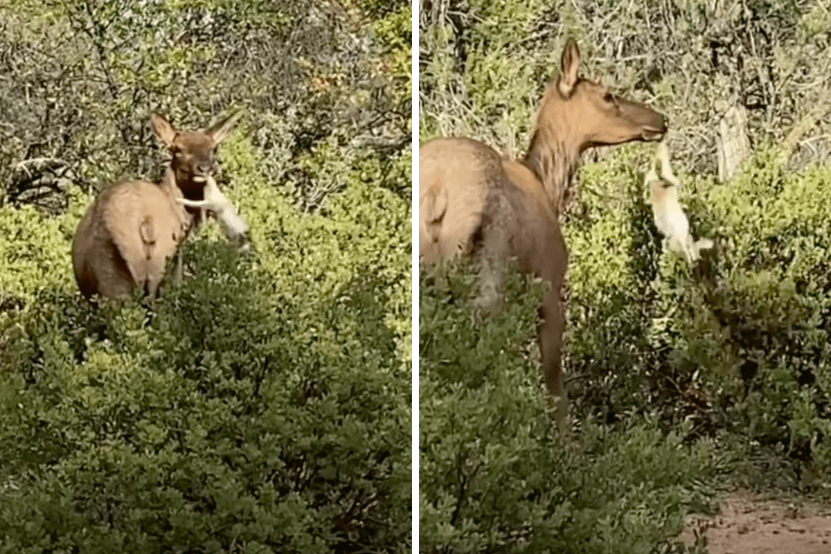 Elk Chomps on a Rabbit's Leg in Captured Video