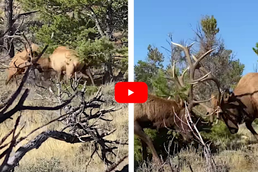 Bowhunters Witness Epic, Knock-Down, Drag Out Elk Fight