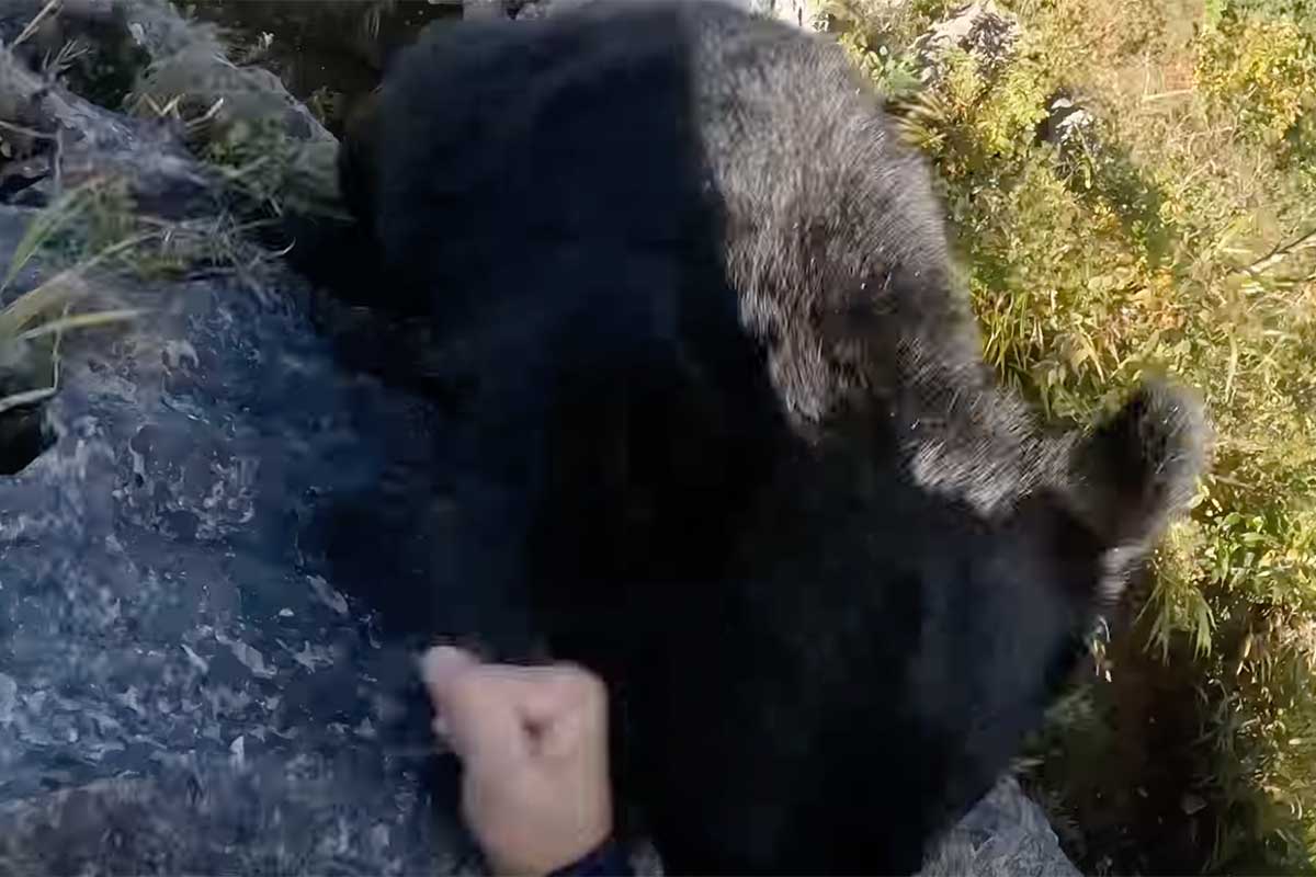 Climber Fends Off Ferocious Asiatic Bear Attack While on a Ledge