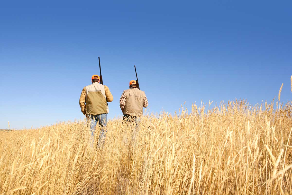 California Bird Hunting: Best Species to Hunt in the Golden State