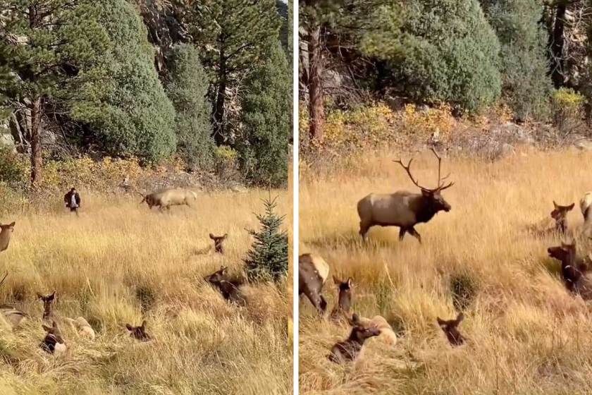 Bull Elk Charges at Tourists Who Venture Too Close to His Harem - Wide ...
