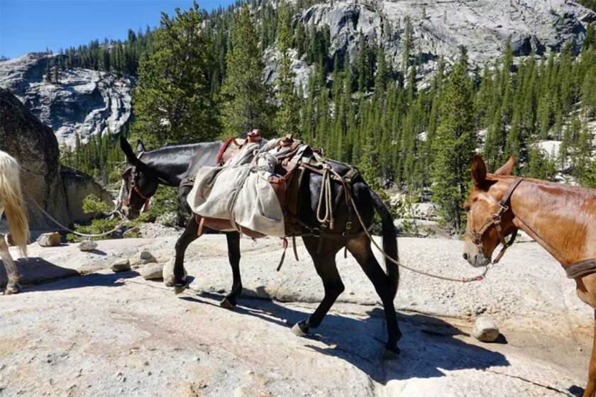 Pack Out an Elk With Horses: Here’s What You Need