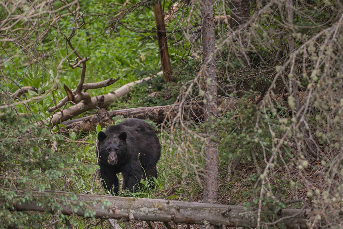 How Fast Can Bears Run? Top Speed of Grizzlies and Black Bears
