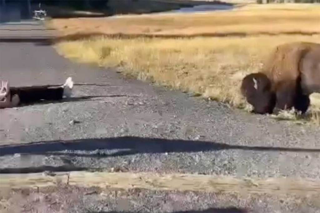 Tourist Lays in Middle of Road to Photograph a Nearby Bison - Wide Open ...