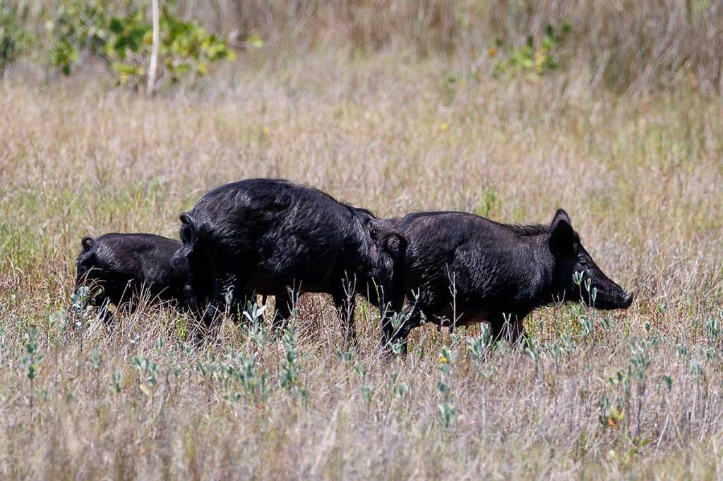 Feral Hogs in Wisconsin: "Go Ahead and Poke Them. We Want Them Dead ...
