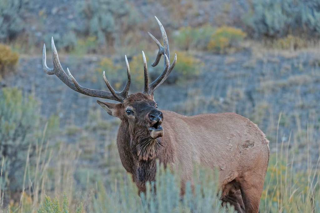 The Archery World Record Elk Is Now On Display For All To See - Wide ...