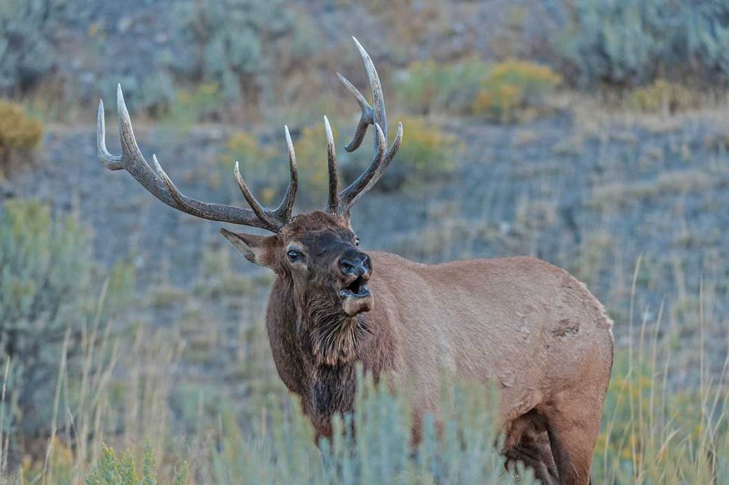 The Archery World Record Elk Is Now On Display For All To See - Wide ...