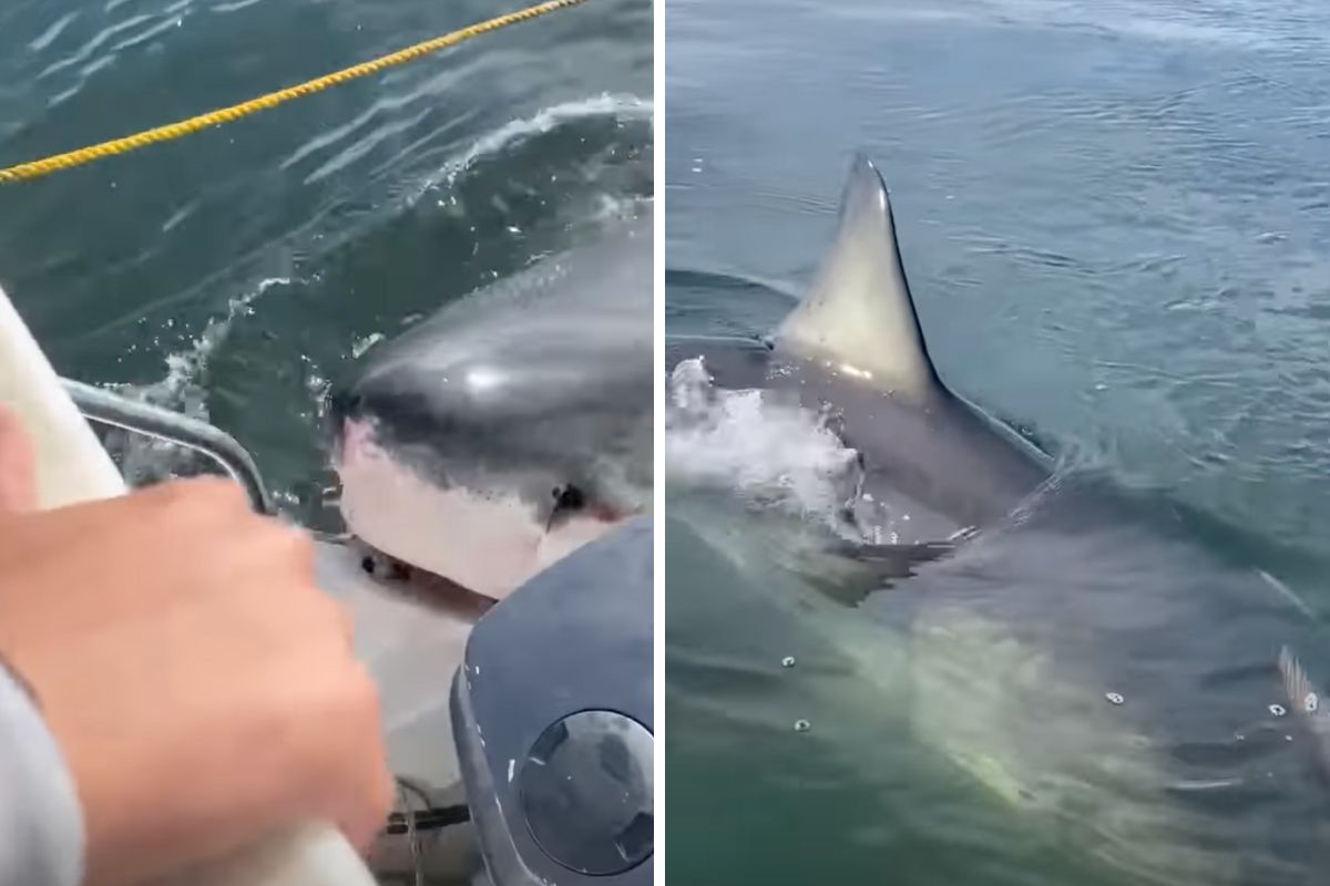 Massive Great White Shark Attempts to Bite Boat - Wide Open Spaces