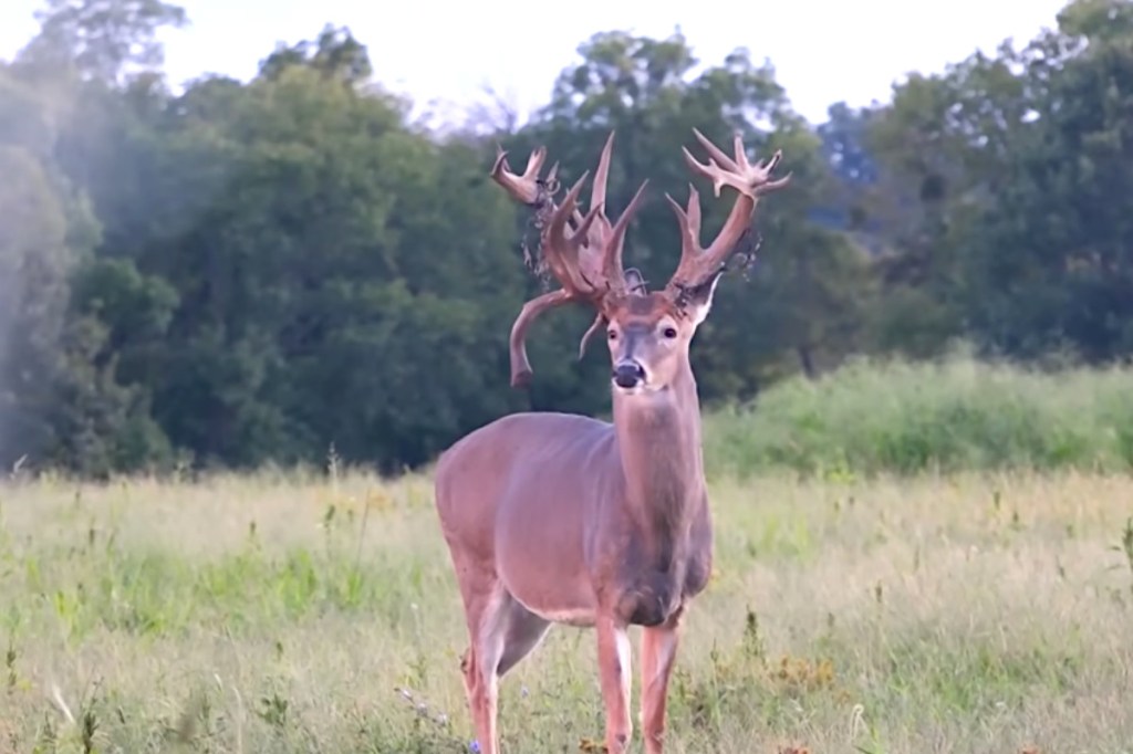 Bowhunter Smokes Big Kentucky Non-Typical From Haybale Blind