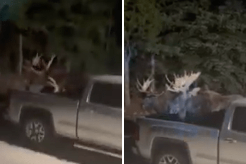 Two Moose Tangle Antlers and End Up in the Bed of a Pick-Up Truck ...