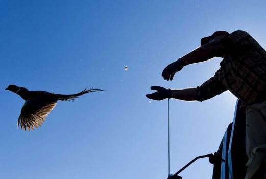 7 Signs You’re Going to Have a Bad Upland Bird Hunt - Wide Open Spaces