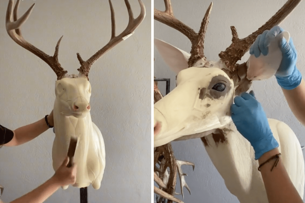 Taxidermist Demonstrates How to Mount a Whitetail Deer in TikTok Video ...