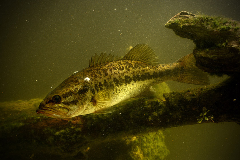 Wing Dams: How to Find Them, Fish Them During Fall, Winter