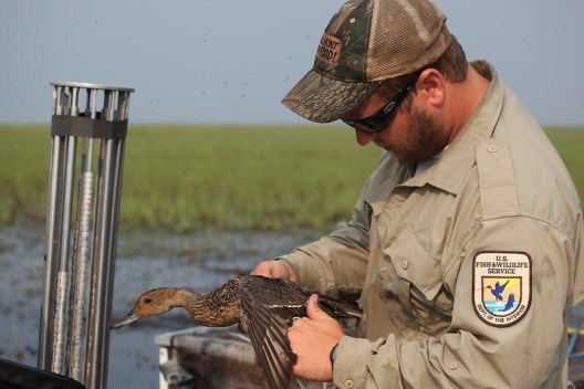Duck Ages: Oldest Mallard, Teal, and Other Species