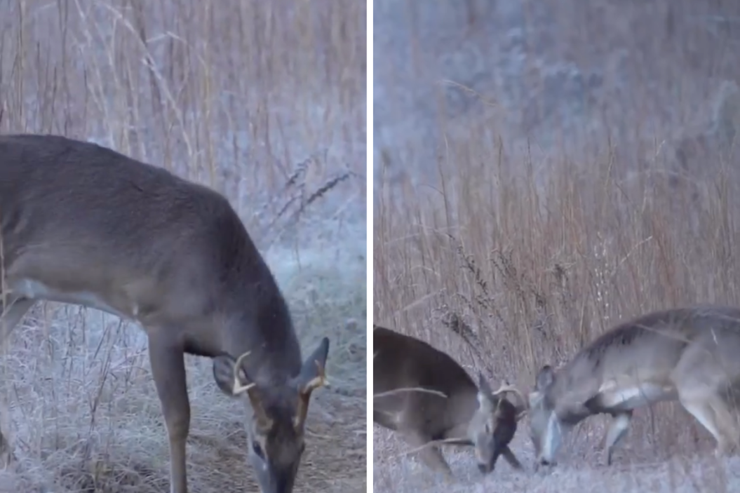 Ram Challenges a Big Buck and Pays the Price - Wide Open Spaces