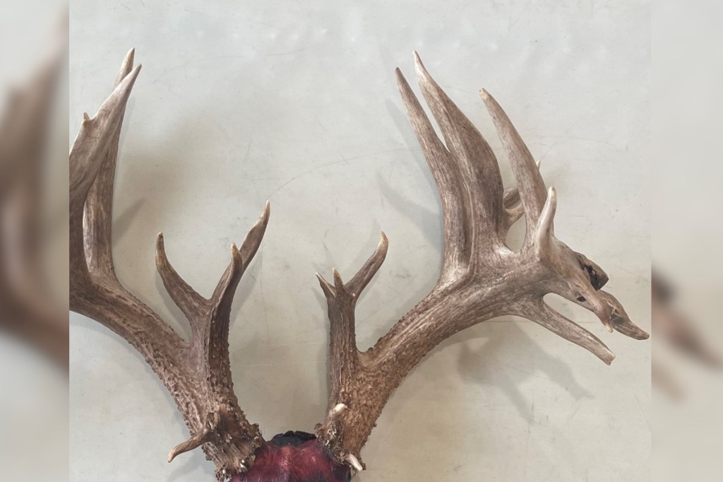 Poached 36-Point Buck Found in Illinois, Authorities Need Leads