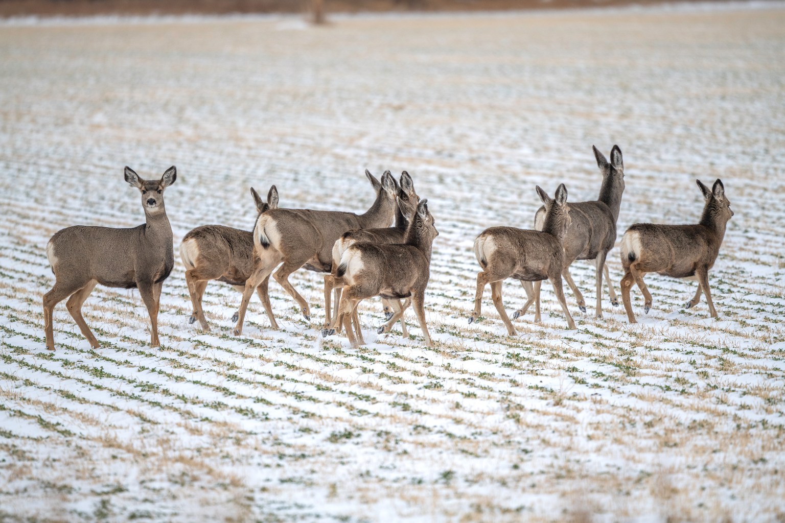 Doe Bleats: What Female Deer Are Communicating to Others