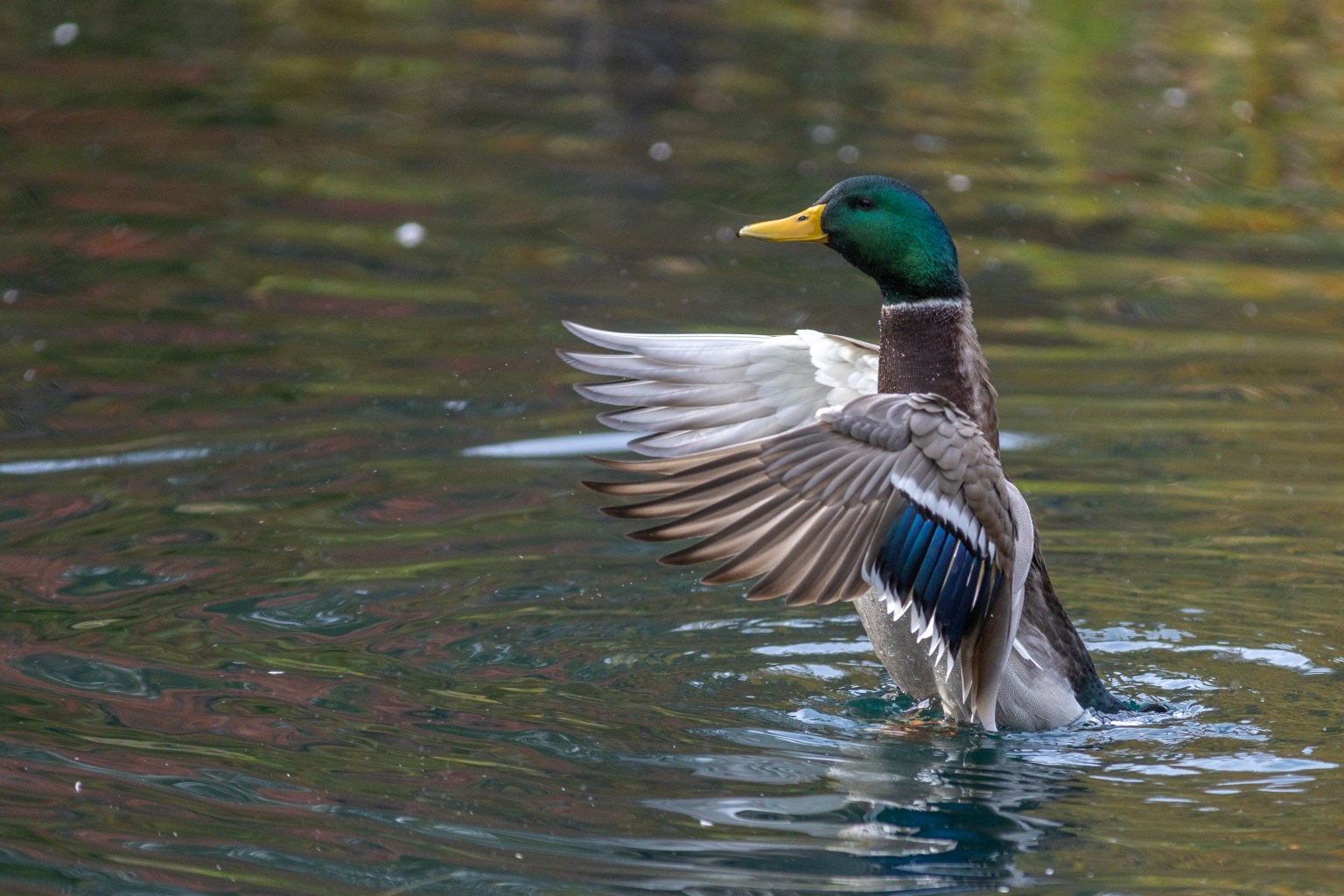 The Best-Tasting Waterfowl for Dinner, Ranked