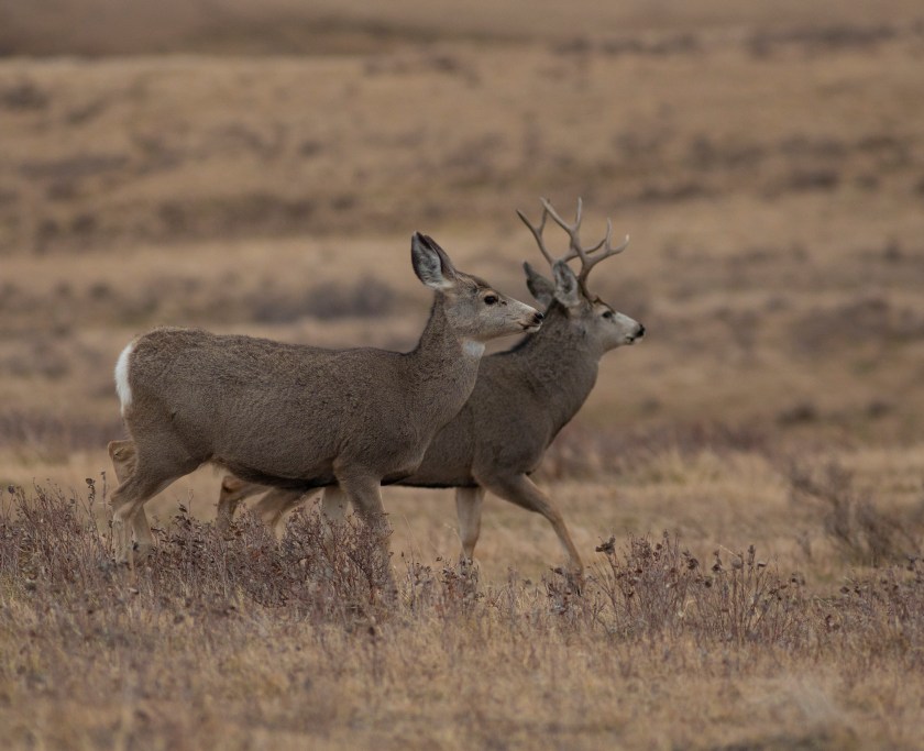 Doe Bleats: What Female Deer Are Communicating to Others
