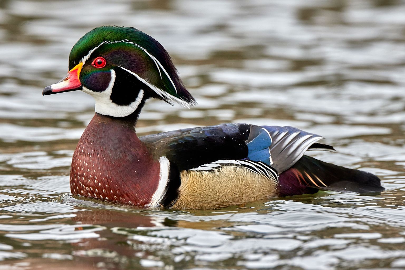 The Best-Tasting Waterfowl for Dinner, Ranked