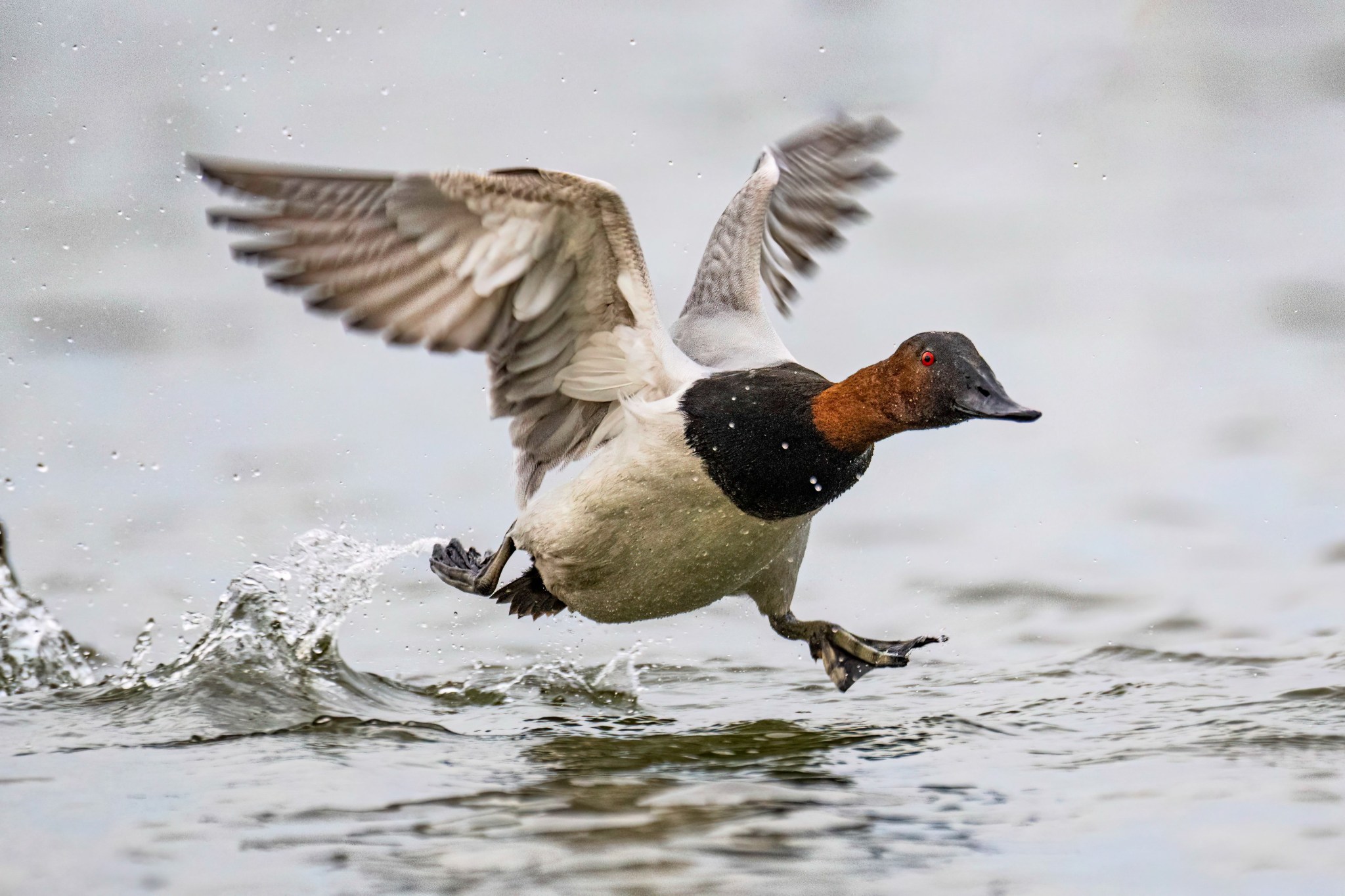 The Best-Tasting Waterfowl for Dinner, Ranked