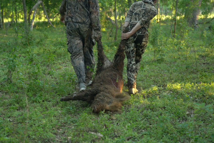 What to Do When a Turkey Hunt Turns Into a Hog Hunt