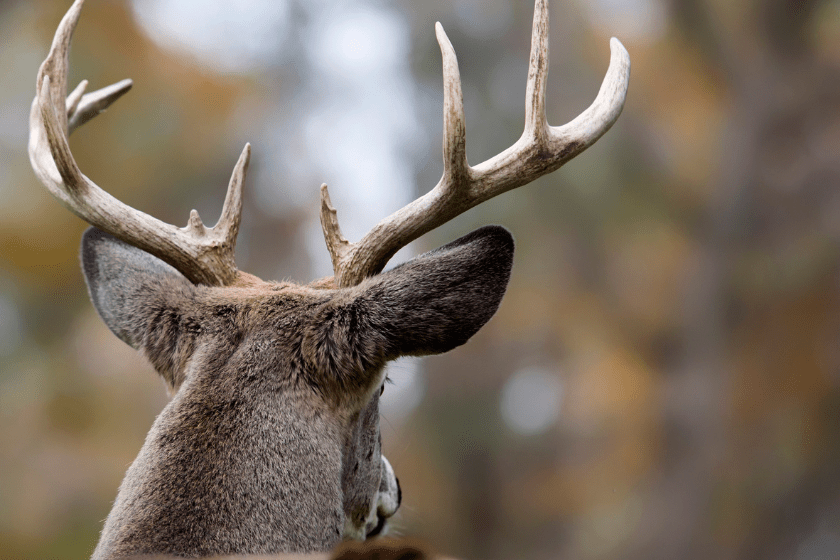 Typical vs. Nontypical Bucks: What Do Hunters Really Seek?