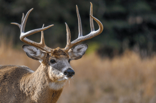 Typical vs. Nontypical Bucks: What Do Hunters Really Seek?