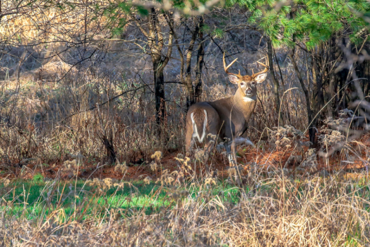 Hunting Thick Cover: 4 Tips to Help When the Deer Are in the Thick Stuff
