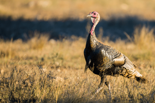 Fall Turkey Hunting: Find Success With These Tips and Tricks