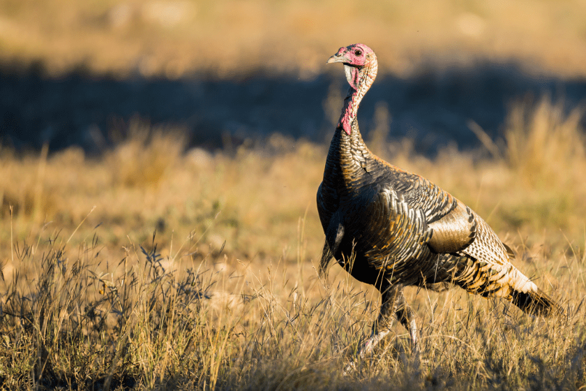 Fall Turkey Hunting: Find Success With These Tips and Tricks