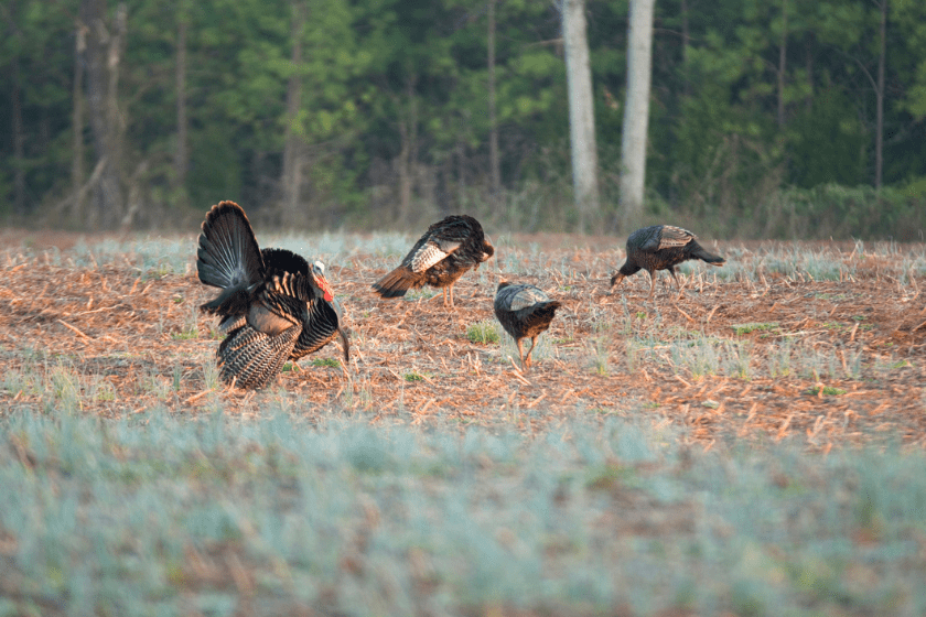 Fall Turkey Hunting: 6 Tips for Better Success in the Autmn