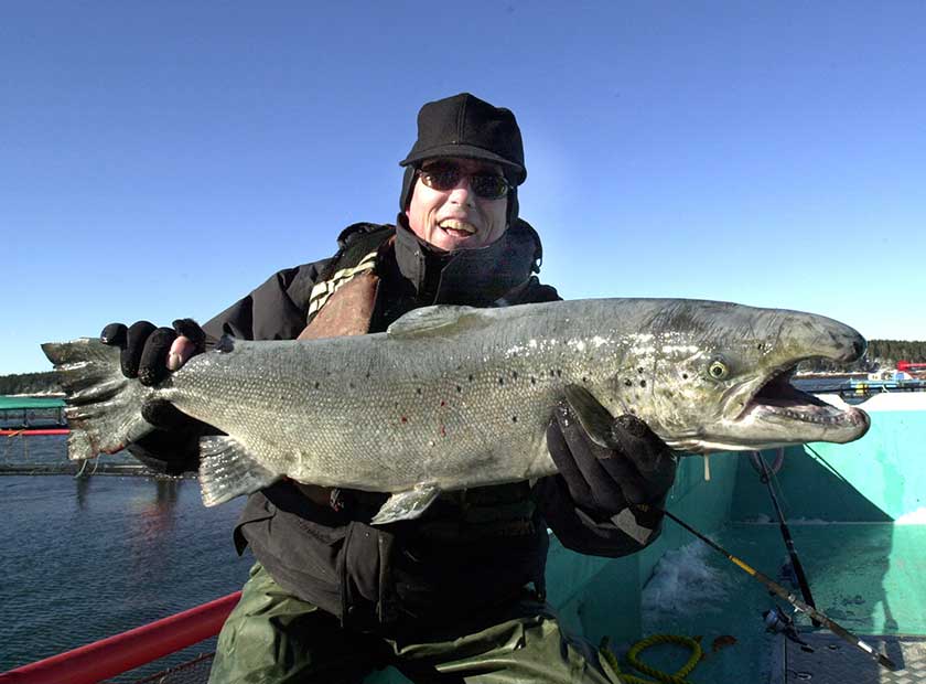 Atlantic Salmon Are a Fascinating But Troubled Fish Species