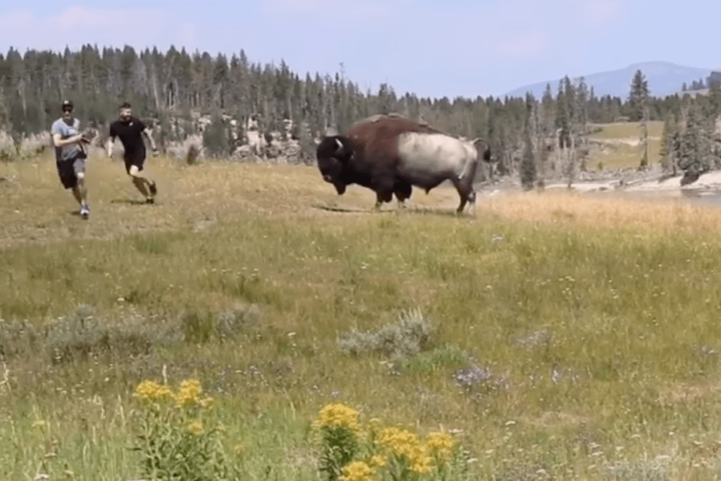 Bison Charges at Tourists and Sends Them Fleeing - Wide Open Spaces