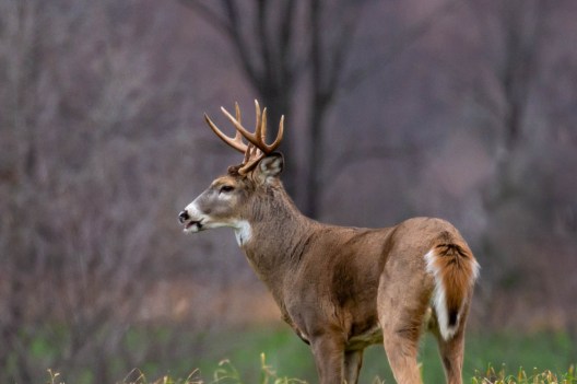 Buck Call, Understanding the Sounds and the Best Calls Available