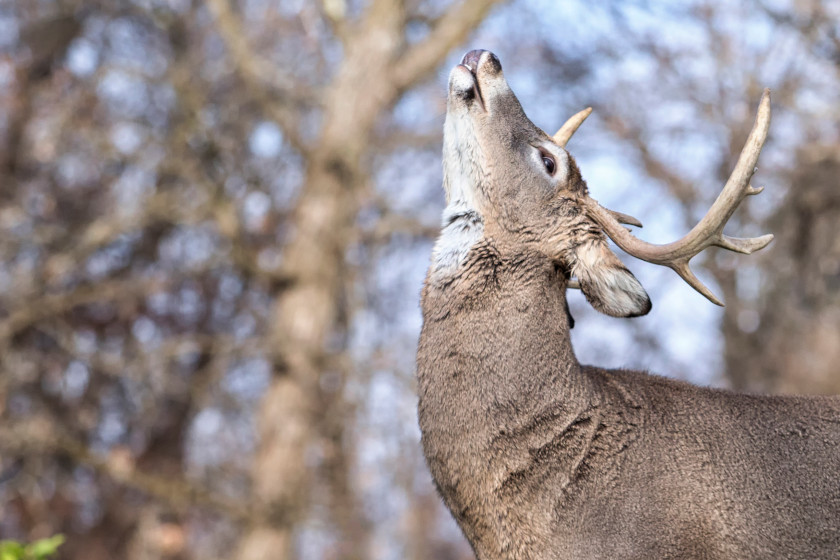Buck Call, Understanding the Sounds and the Best Calls Available