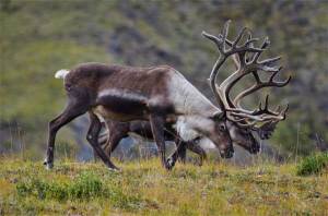 Caribou Hunting 101: When and Where to Do It - Wide Open Spaces