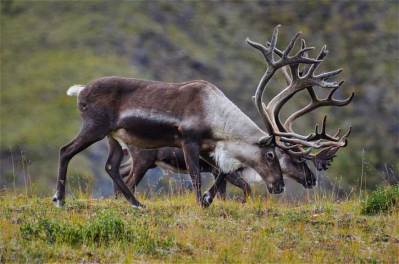Caribou Hunting 101: When and Where to Do It - Wide Open Spaces
