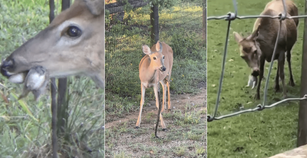 Do Deer Eat Meat? Examining The Strange Phenomenon